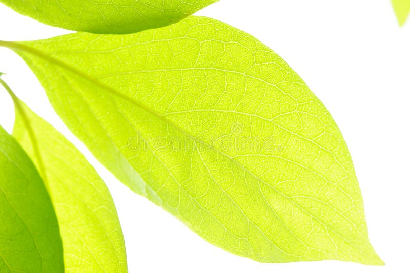 Fresh Leaves on Tree Branch. Spring and Summer Concept Stock Image ...