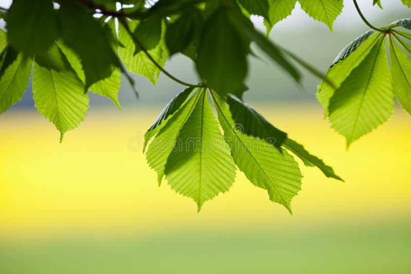 Fresh leaves stock photo. Image of plants, summer, environment - 19928496