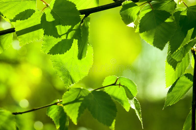 Fresh leaves stock image. Image of foliage, tree, environmental - 20398633
