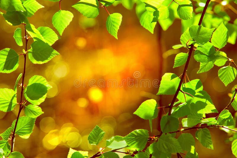 Fresh leaves stock image. Image of foliage, leaf, plant - 20529153