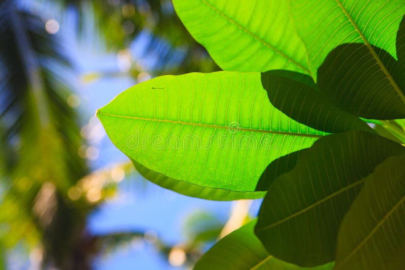 Fresh leaves stock image. Image of descriptive, freshness - 21200829