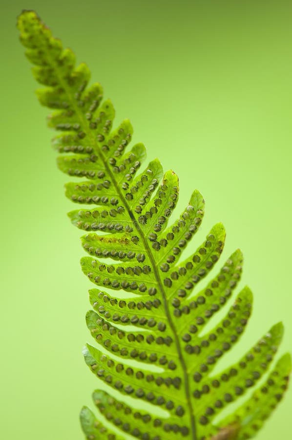 Fresh Leaves stock image. Image of field, vegetable, macro - 25737189