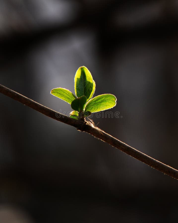 Fresh leaves stock photo. Image of light, flower, leaves - 4673754