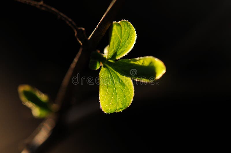 Fresh leaves stock photo. Image of spring, colors, colorful - 4673776