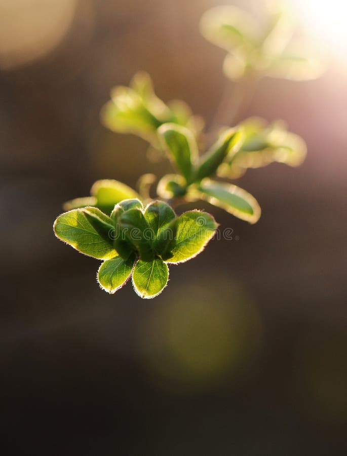Fresh Leaves Spring Free Stock Photos & Pictures, Fresh Leaves Spring ...