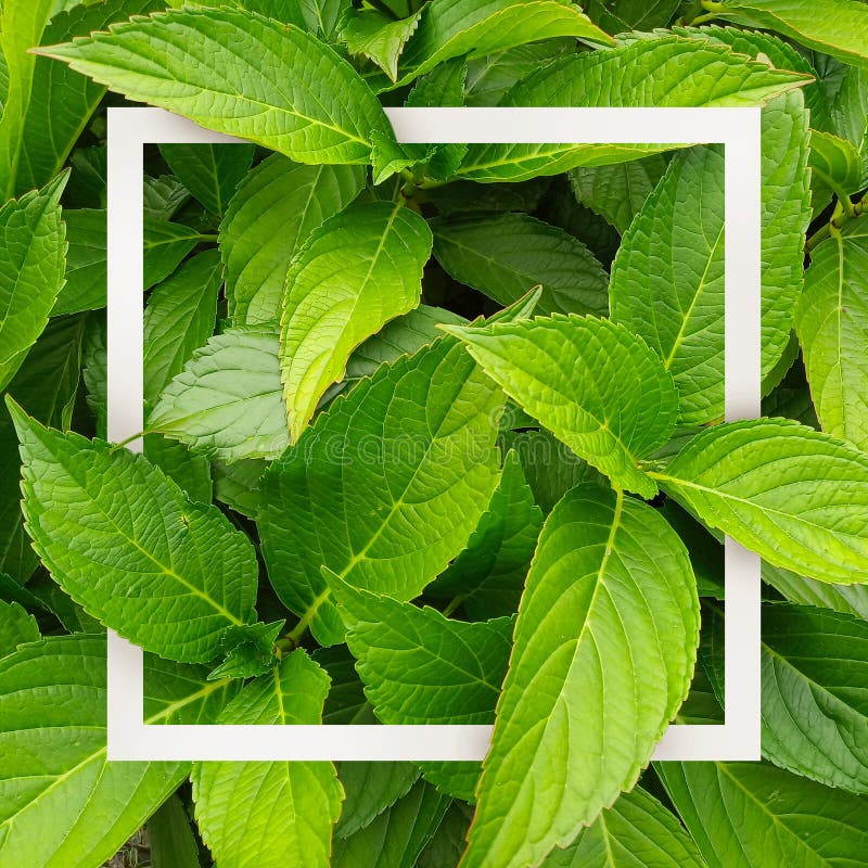 Fresh Leaves Background stock photo. Image of outdoor - 161054452