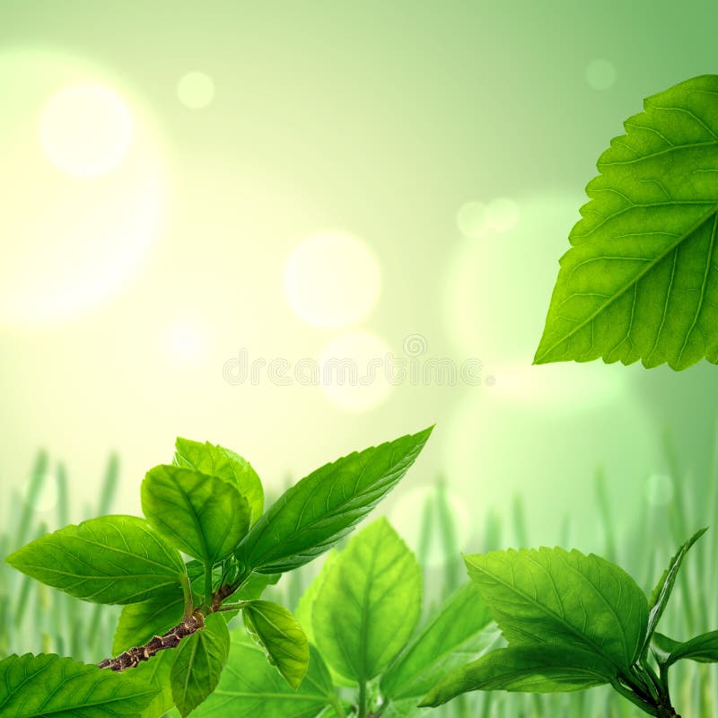 Fresh leaves, background stock illustration. Illustration of organic ...