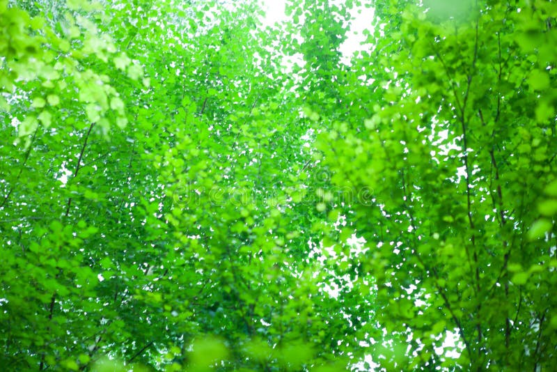 Fresh leaves stock image. Image of lush, space, design - 46026899