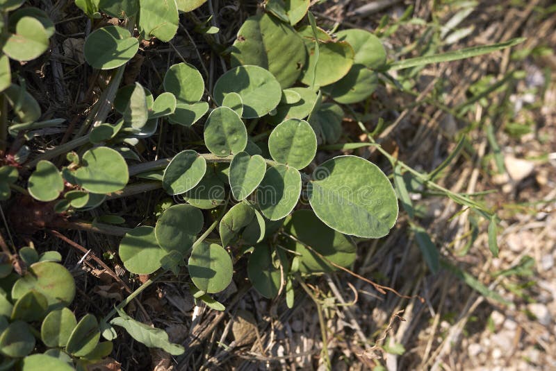 Bituminaria Bituminosa Close Up Stock Photo - Image of fresh, close ...