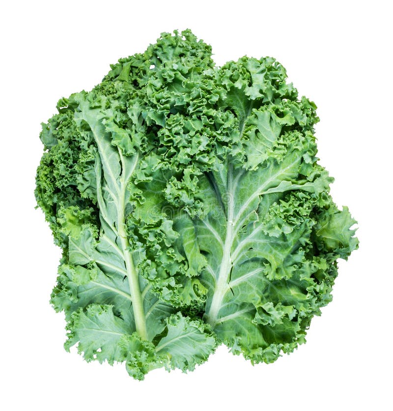 Fresh Leaves of Curly-leaf Kale (leaf Cabbage Stock Image - Image of ...