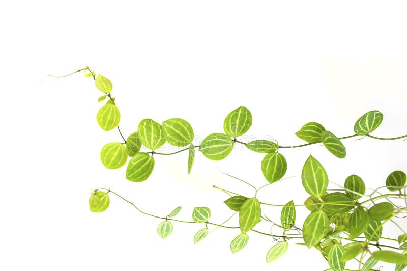 Fresh leaves of dave tree stock image. Image of design - 236590039