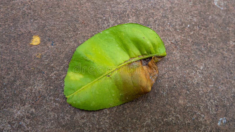 Fresh Leaves Fall To the Ground Stock Image - Image of background ...