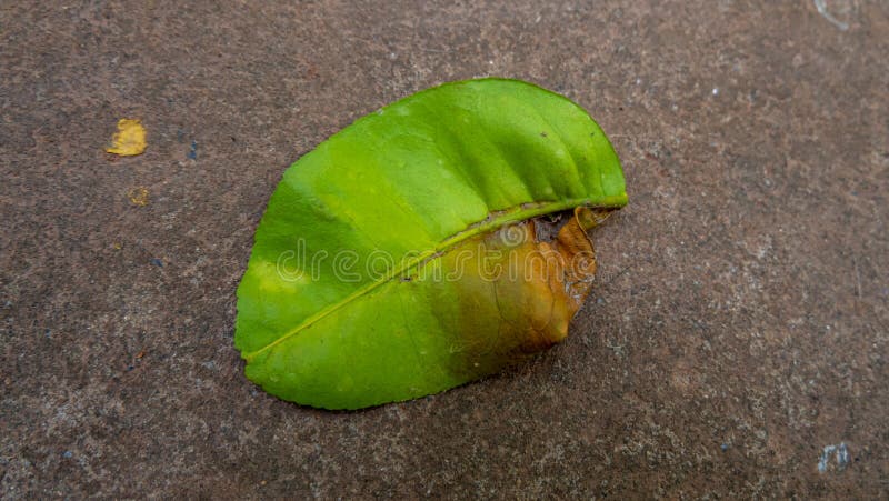 Fresh Leaves Fall To the Ground Stock Photo - Image of leaves, botany ...