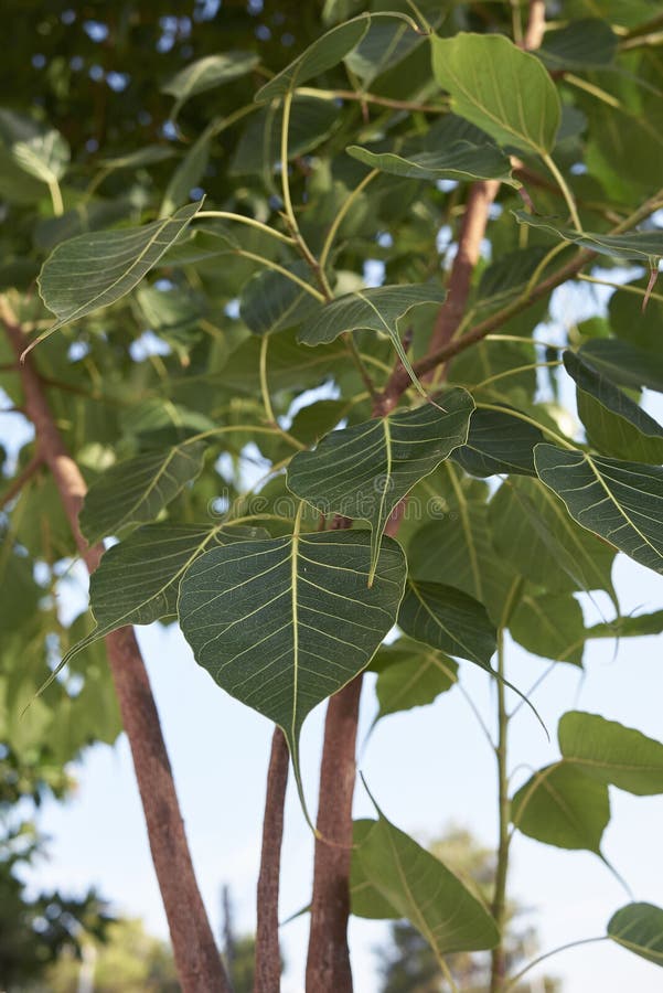 Ficus religiosa tree stock image. Image of hinduism - 165453081