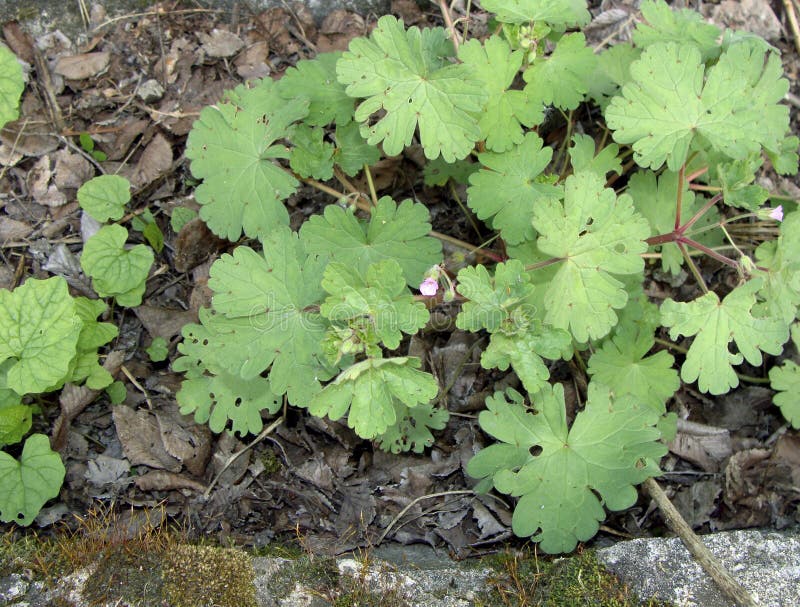 Geranium molle close up stock photo. Image of nature - 166778448