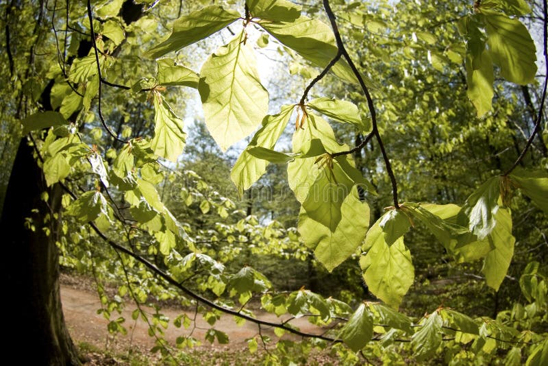 Fresh leaves in forest stock image. Image of spring, green - 18494365