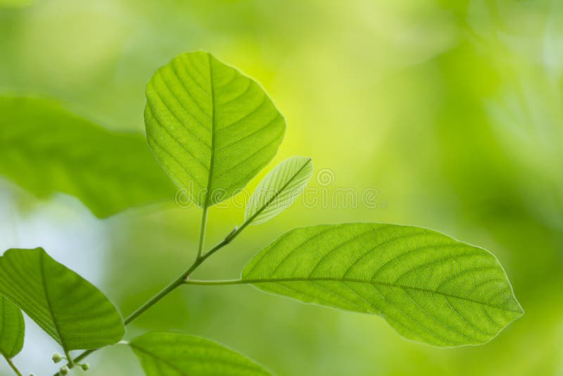 Fresh leaves stock image. Image of leaf, spring, lush - 31440105