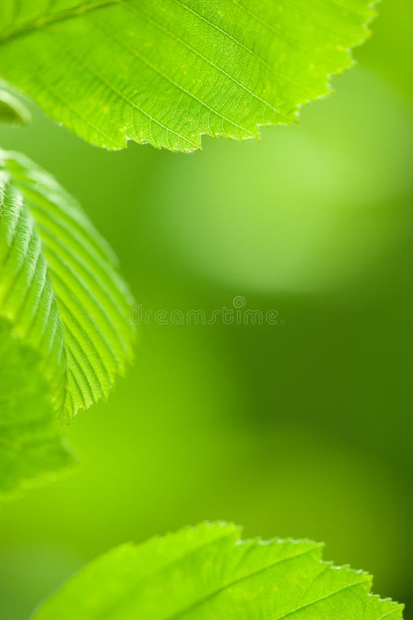 Fresh leaves frame stock image. Image of growth, vibrant - 9165695