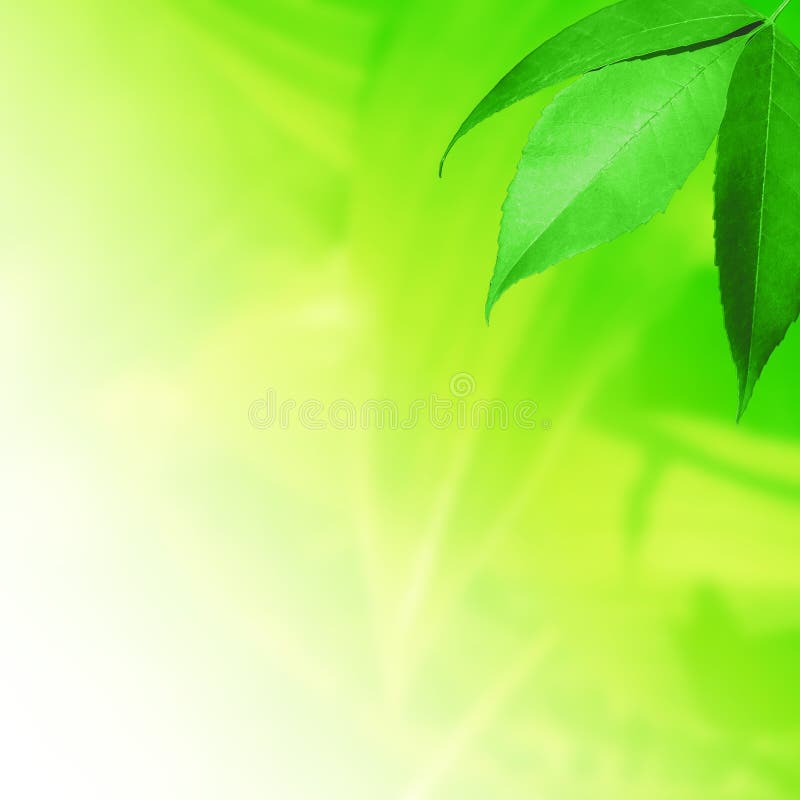 Fresh Leaves Spring Free Stock Photos & Pictures, Fresh Leaves Spring ...