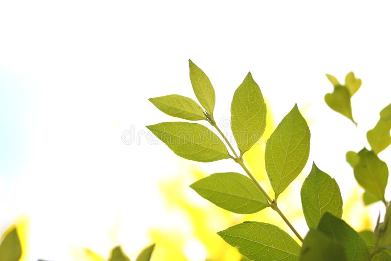 Fresh Leaves stock image. Image of enviroment, bright - 41285607