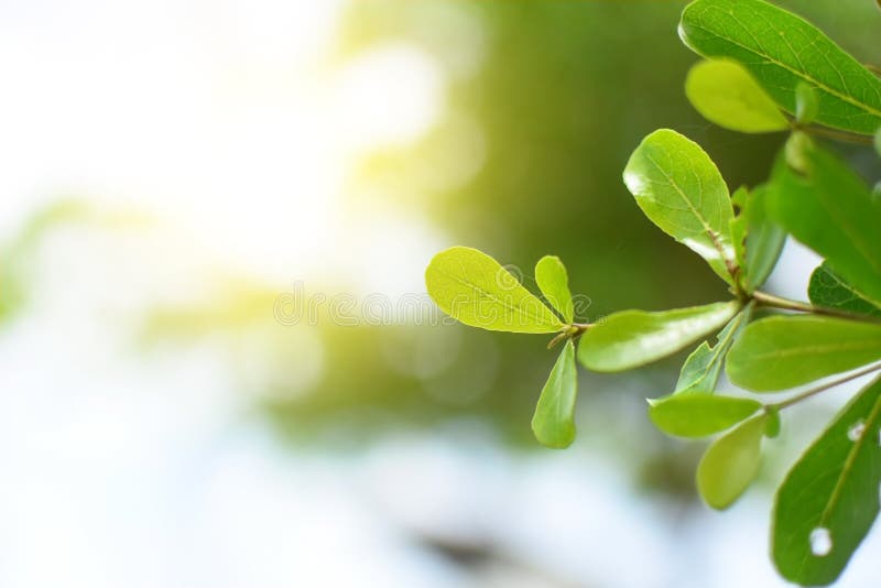 Fresh Leaves Green with Soft Light. Stock Image - Image of nature ...