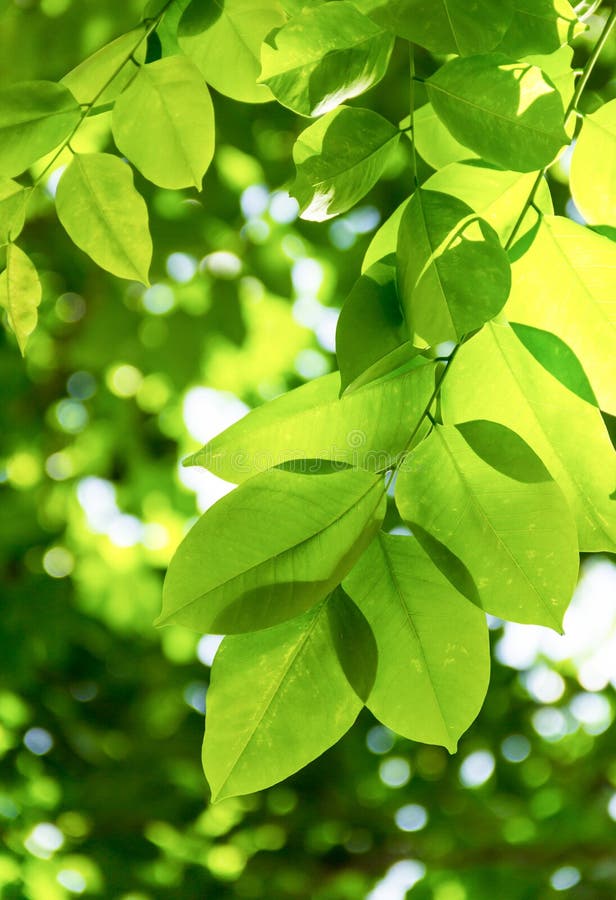 Fresh Leaves stock photo. Image of freshness, foliage - 30967436