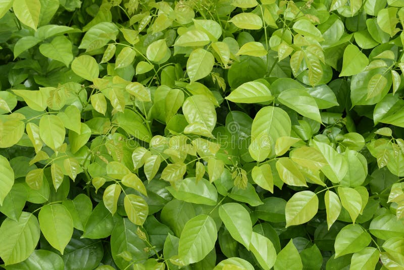 Fresh Leaves of Indian Beech Tree. Abstract or Patterned Green ...