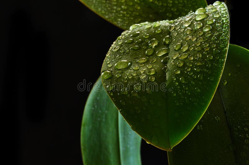 Fresh Leaves stock photo. Image of isolated, growth, botanical - 43644042