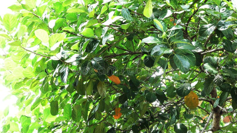 Fresh Leaves of Jack Tree in Sunlight Stock Image - Image of tender ...
