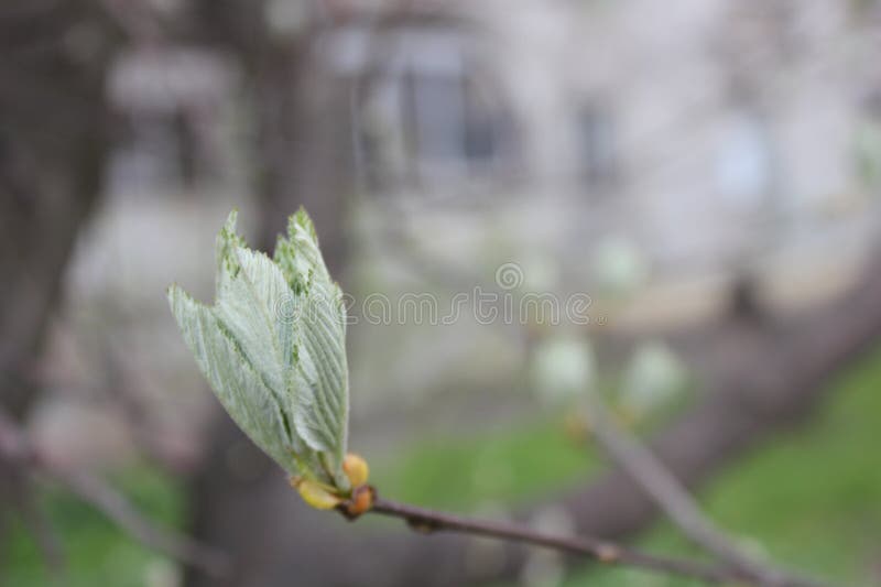 Fresh Leaves of Lash Tree in Spring Season in April Stock Image - Image ...