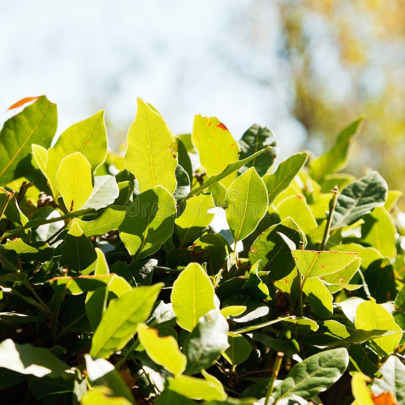 Fresh Leaves of Laurel Tree Close Up Stock Image - Image of sunny ...