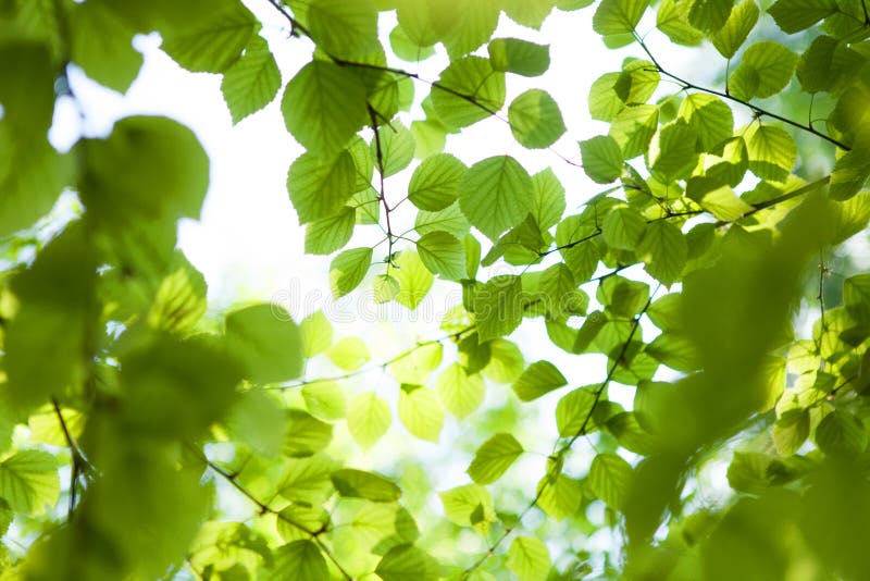 Fresh leaves stock photo. Image of people, beech, leaf - 46026162