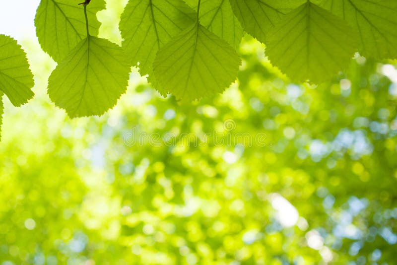 Fresh leaves stock image. Image of bush, stem, people - 46026167
