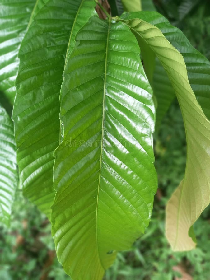 Fresh Leaves of Matoa Fruit Tree Stock Photo - Image of jungle, food ...