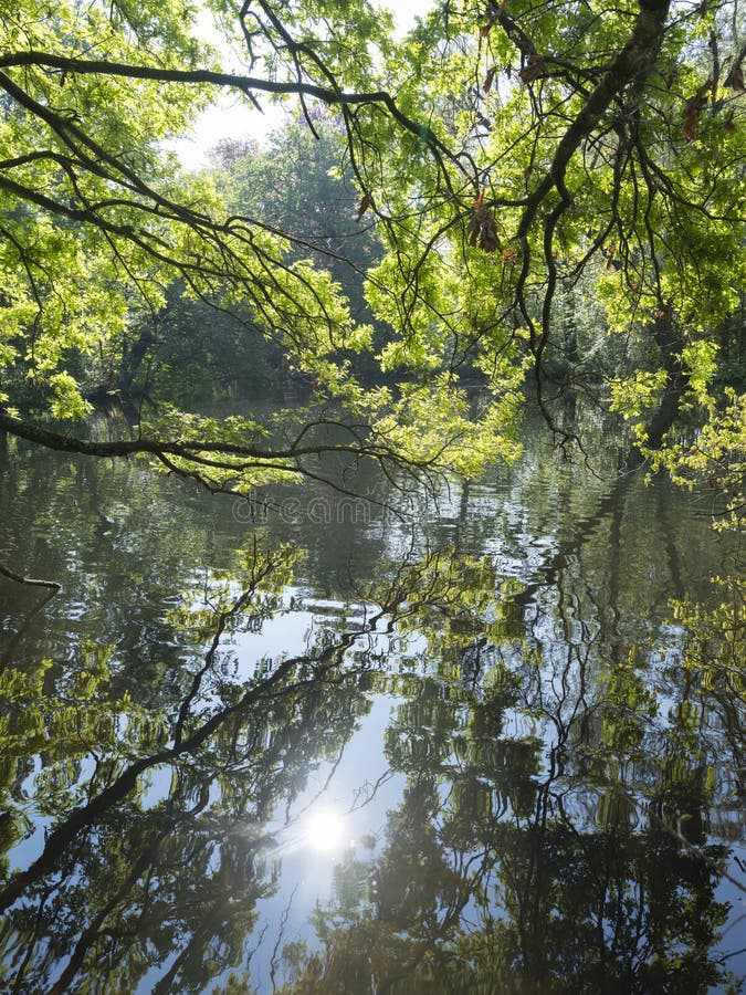 Fresh Leaves of Oak Tree Reflect in Water of Pond Stock Image - Image ...