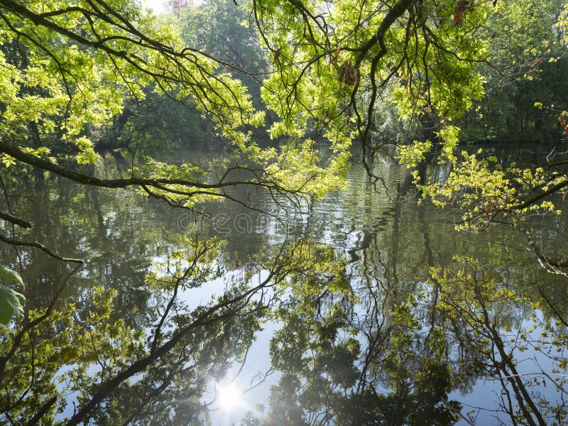 Fresh Leaves of Oak Tree Reflect in Water of Pond Stock Photo - Image ...