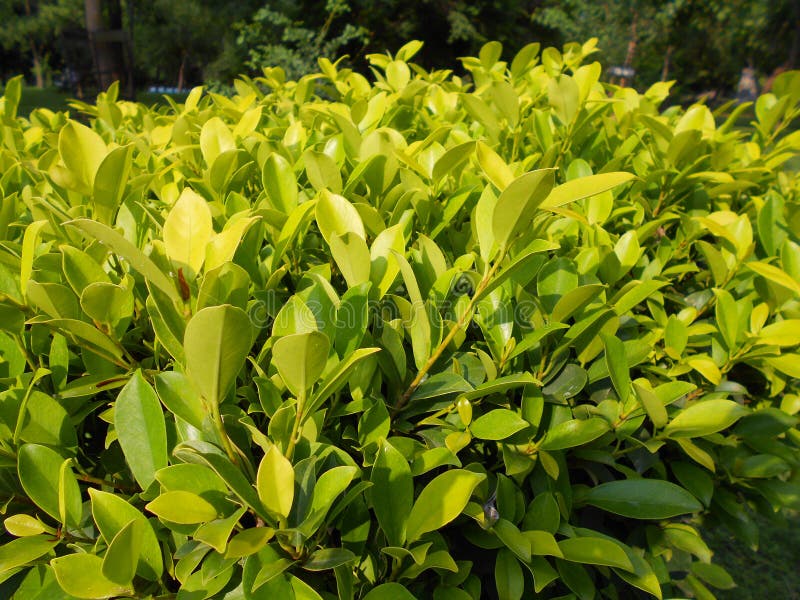 Fresh leaves. stock image. Image of branch, park, lovely - 99828985