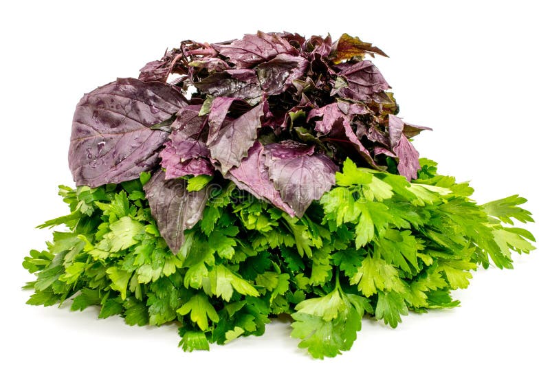Fresh Leaves of Parsley and Basil on White Stock Photo - Image of basil ...