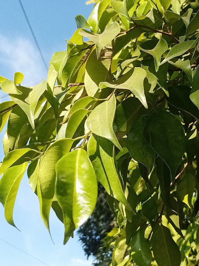 Fresh Leaves, Picked with a High Angle Stock Image - Image of healthy ...