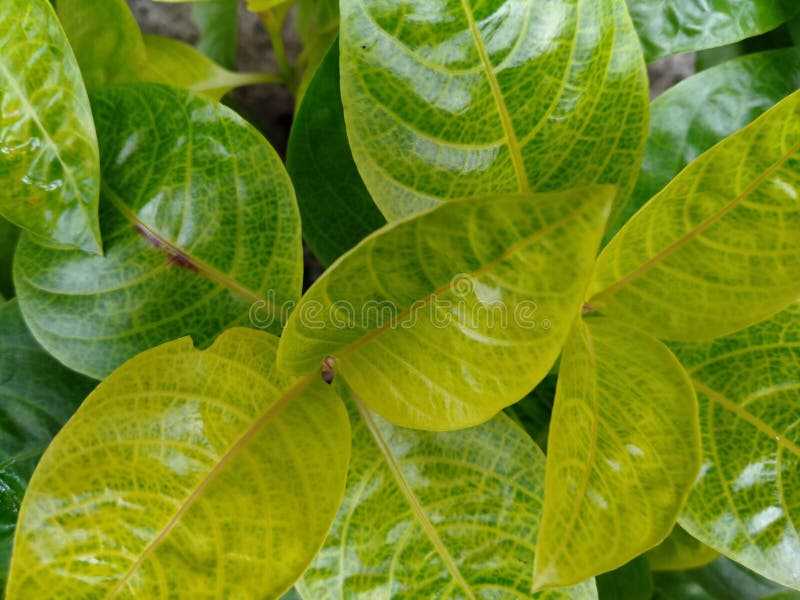 Pseuderanthemum Carruthersii `Reticulatum`, Yellow-vein Eranthemum ...