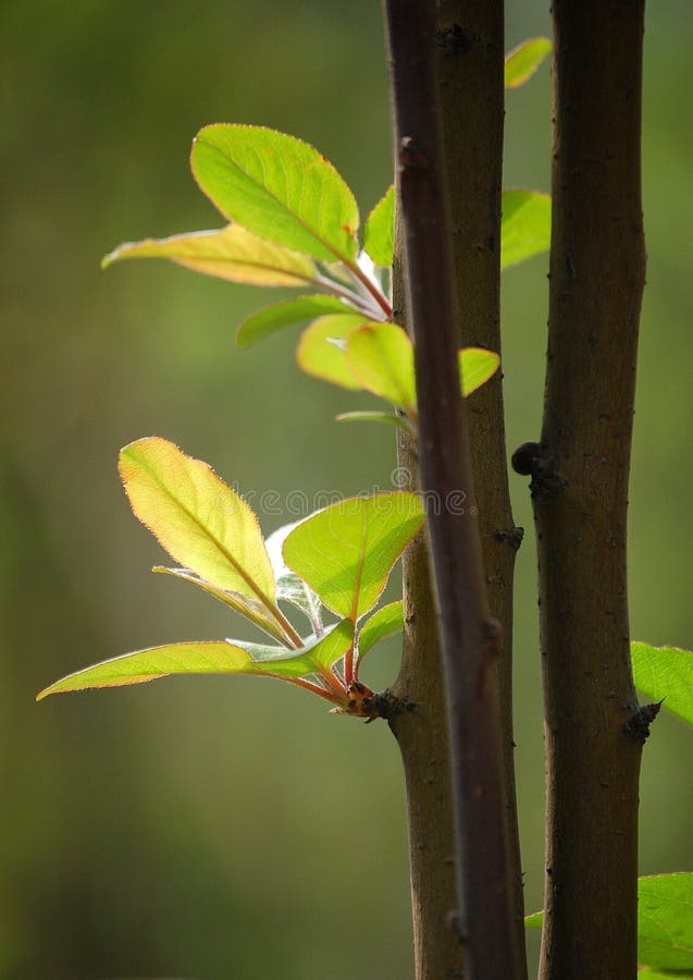 Leaves in spring stock image. Image of mulberries, fresh - 30759513