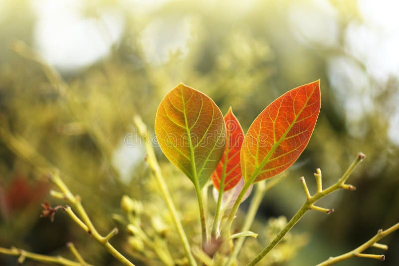 Fresh Leaves on Tree Branch Stock Photo - Image of outdoors, leaves ...