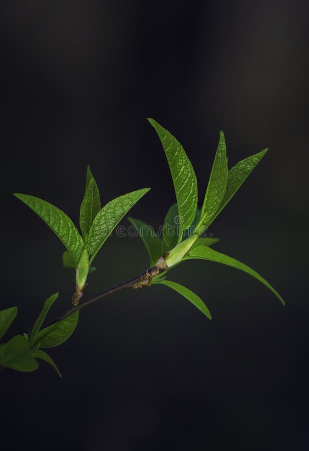Fresh Leaves on Tree Branch. Spring and Summer Concept Stock Image ...