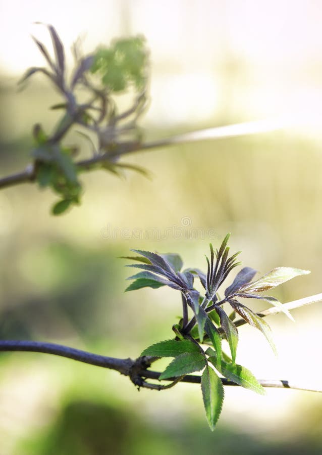 Fresh Leaves on Tree Branch. Spring and Summer Concept Stock Image ...