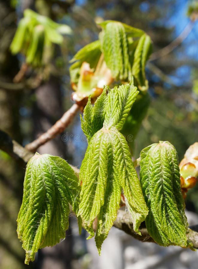 Fresh Leaves of a Tree in Spring Time Stock Image - Image of leaves ...