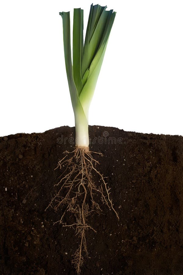 147 Single Leek Field Stock Photos - Free & Royalty-Free Stock Photos ...