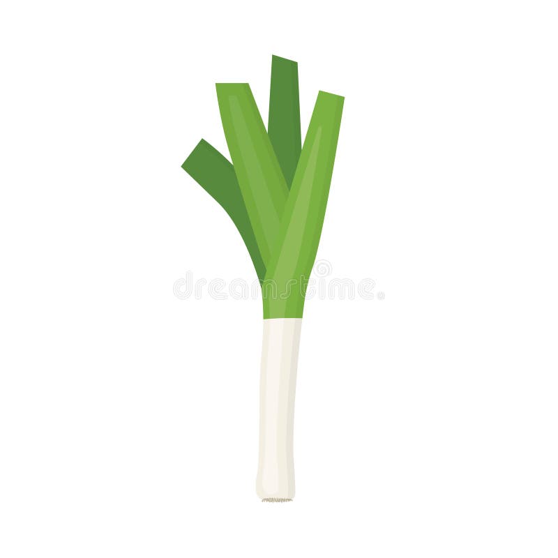 Fresh leek vegetable stock vector. Illustration of cooking - 237795140