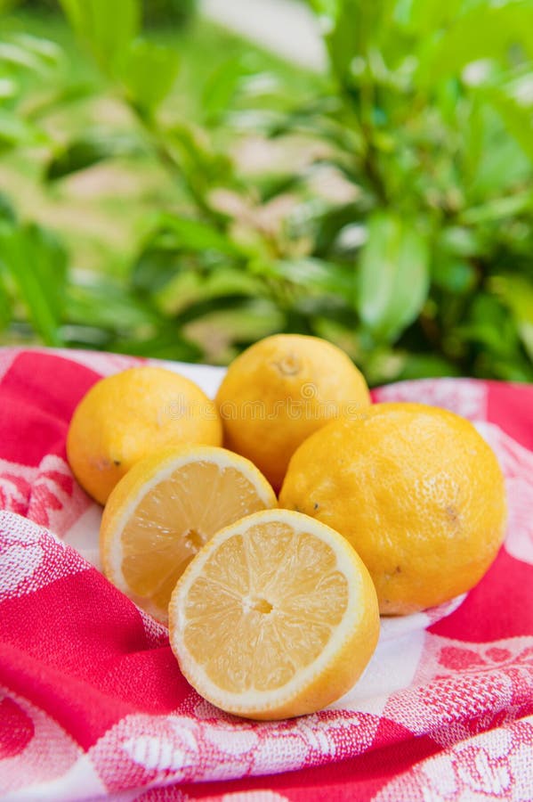 Fresh lemon stock image. Image of textile, checkered - 22876889