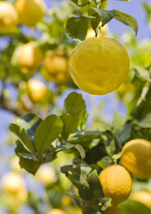 Fresh lemon stock photo. Image of spain, zest, leaves - 2565526