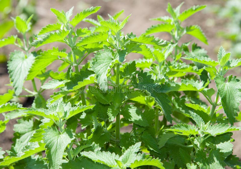 Fresh Lemon Balm stock image. Image of balm, organic - 57067199